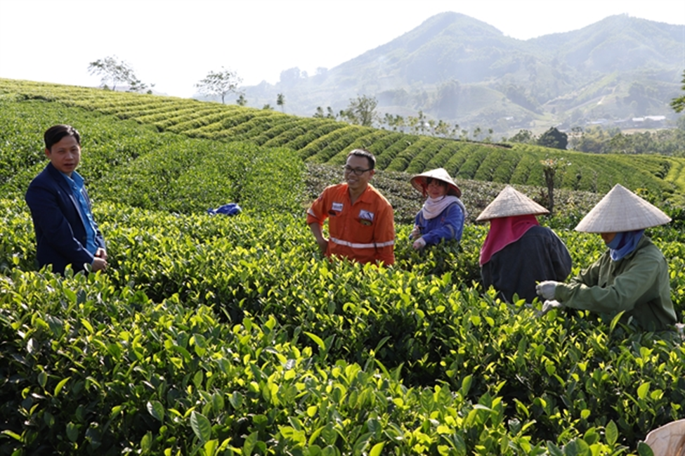 Masan High-Tech Materials helps farmers adopt VietGAP tea farming ...