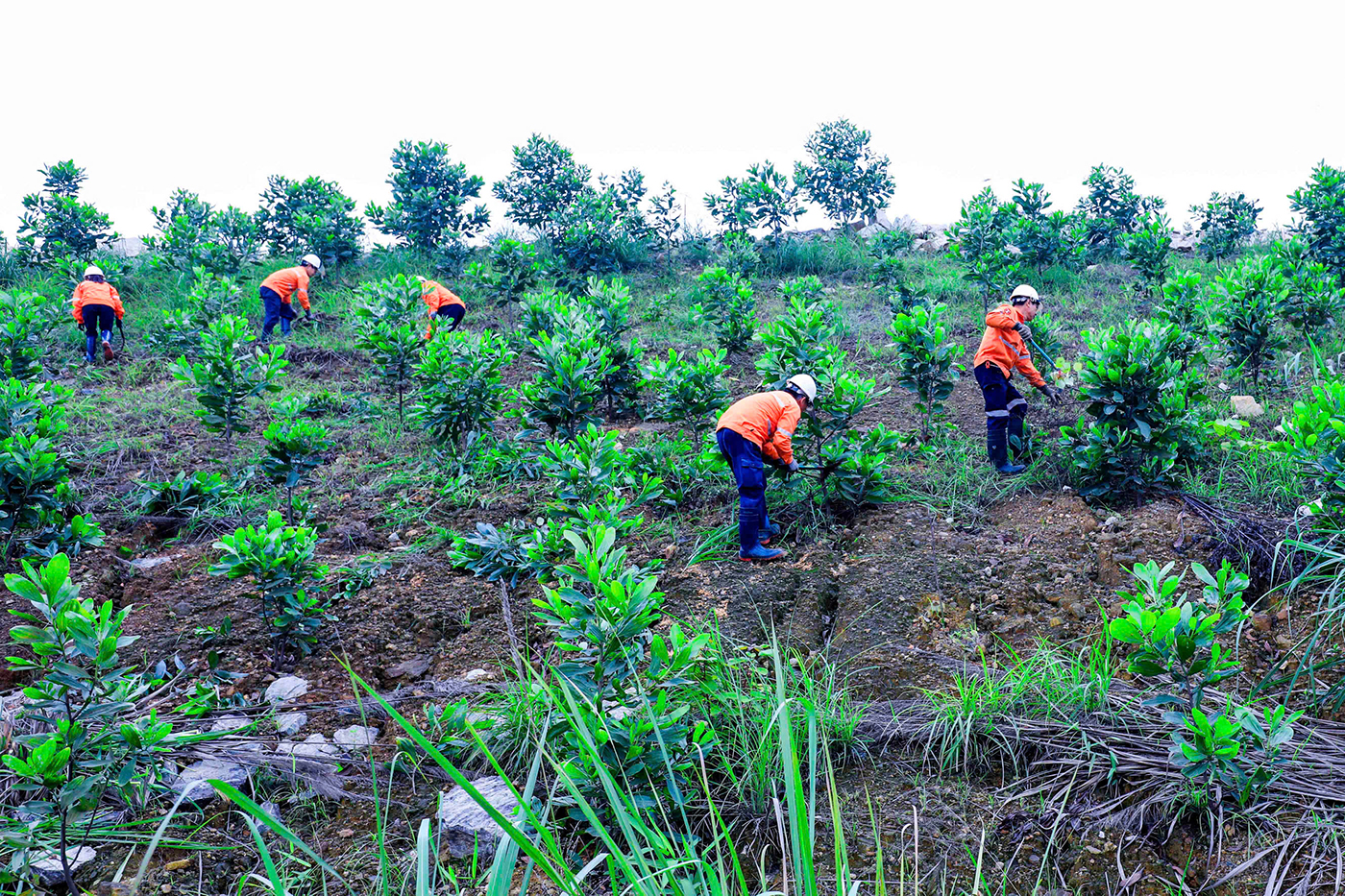 Nui Phao Pioneers Mine Rehabilitation and Reforestation - Masan High ...
